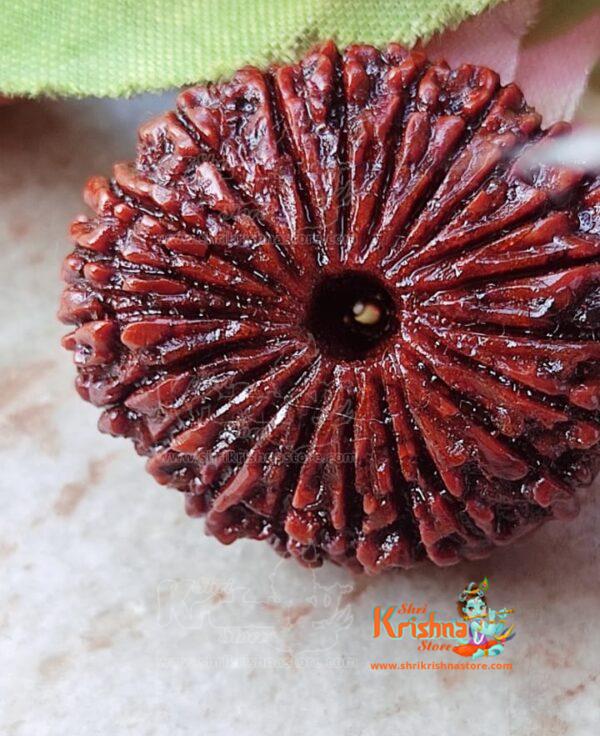 21 Mukhi Original Nepali Rudraksha | Twenty-One Rudraksha