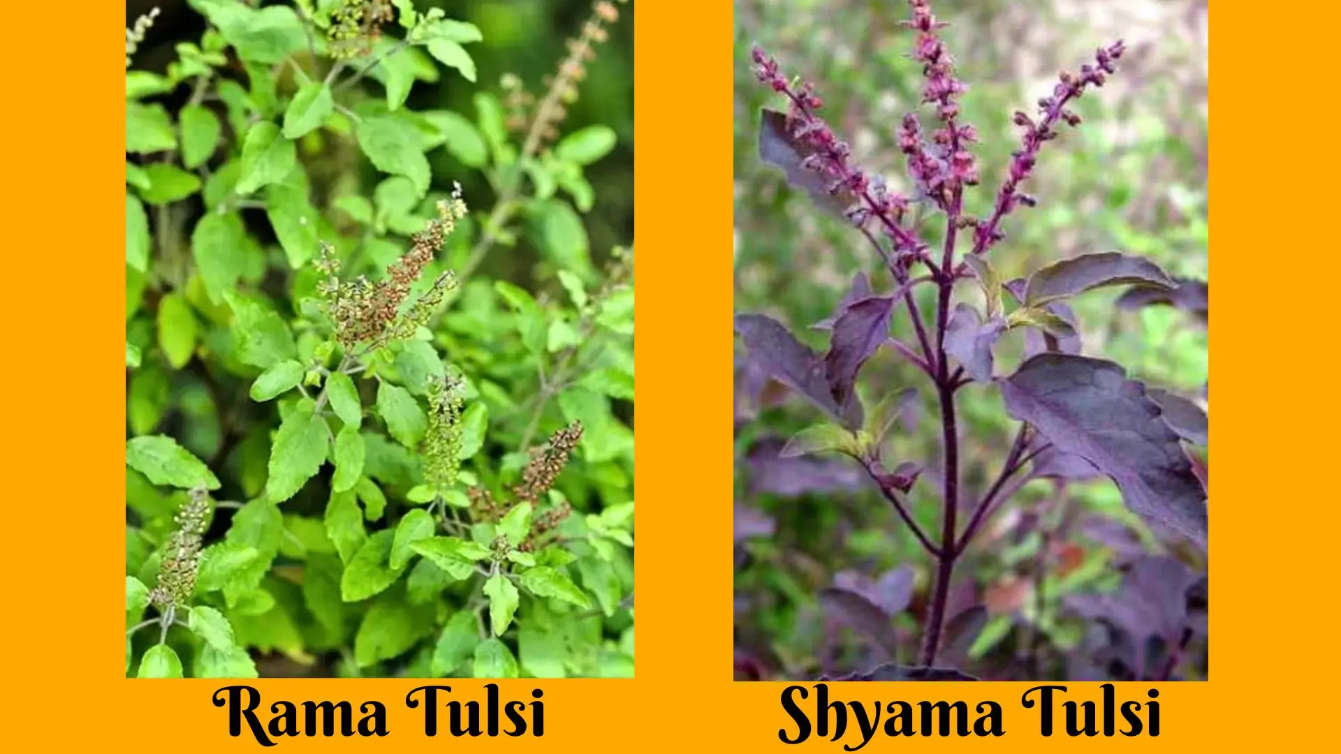 About Rama Tulsi And Shyama Tulsi In Our Religion